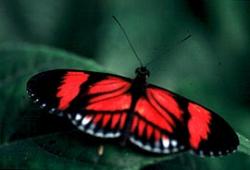 Edinburgh Butterfly and Insect World, an Attraction in Edinburgh ...