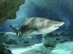 Deep Sea World, an Attraction in North Queensferry, Fife.